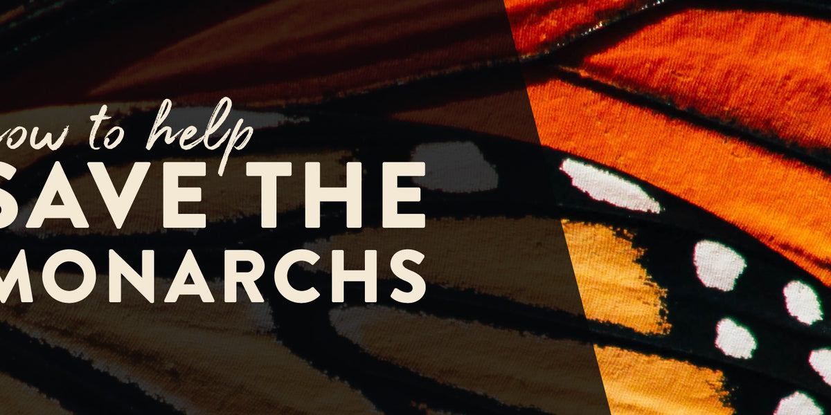 How YOU can help the Monarch Butterflies– La Monarca Bakery